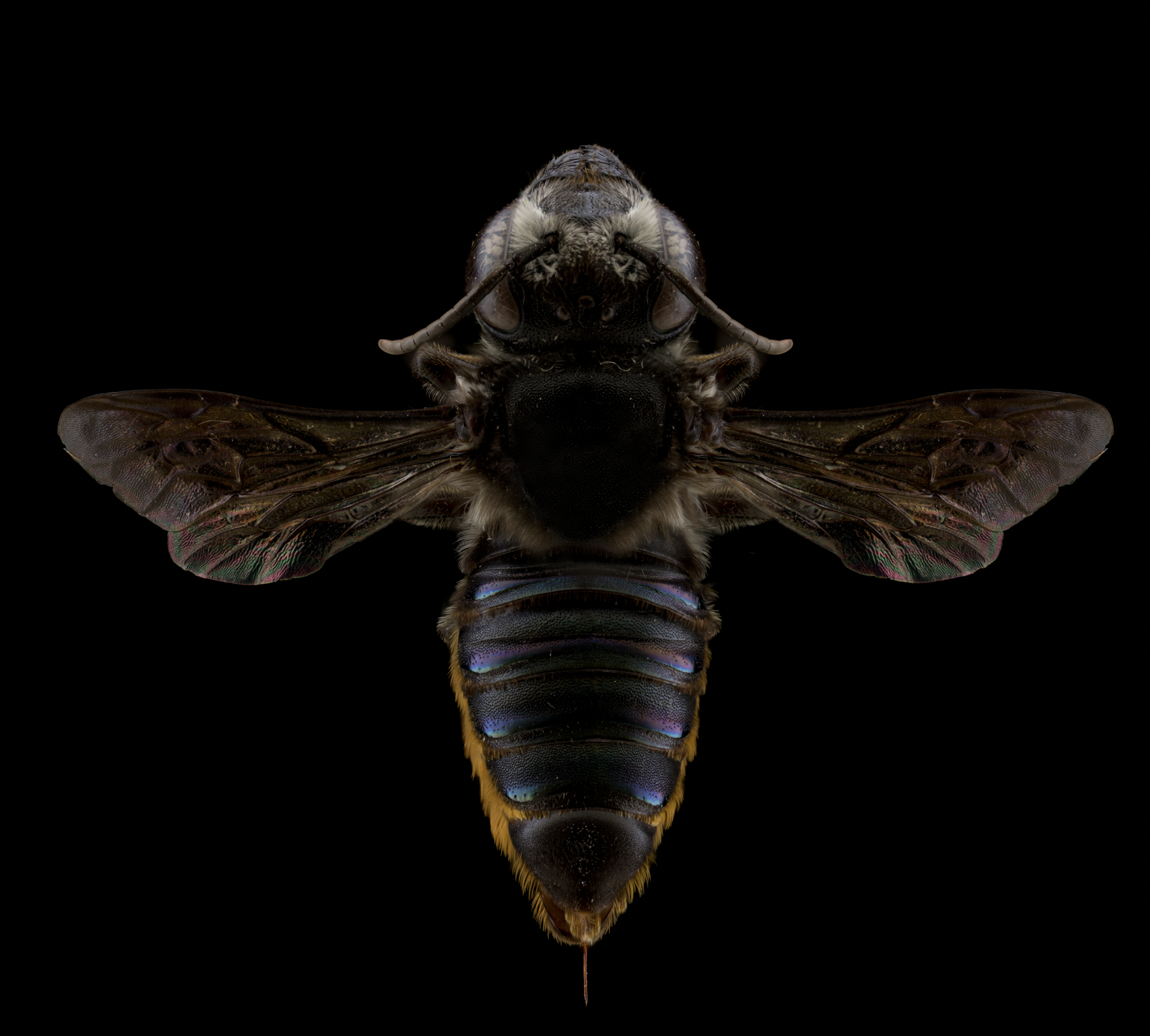 IN DEVELOPMENT, DANCING WITH BEES